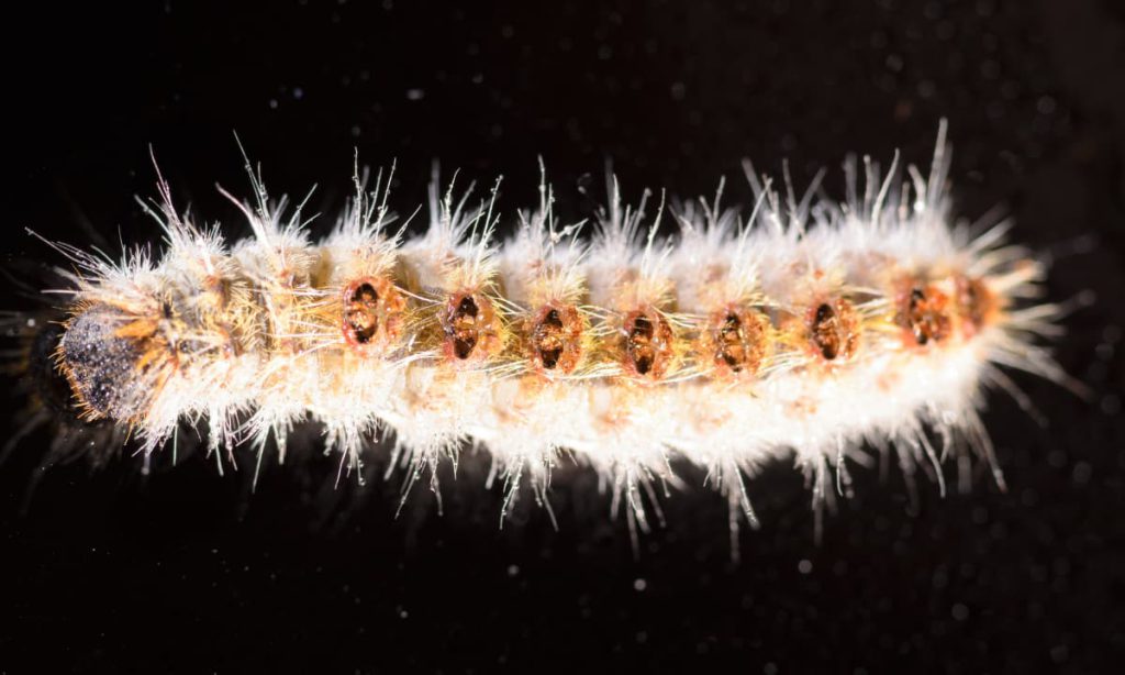 Processierups uitslag? Lees hier wat te doen!