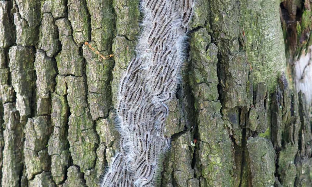 Processierups uitslag? Lees hier wat te doen!